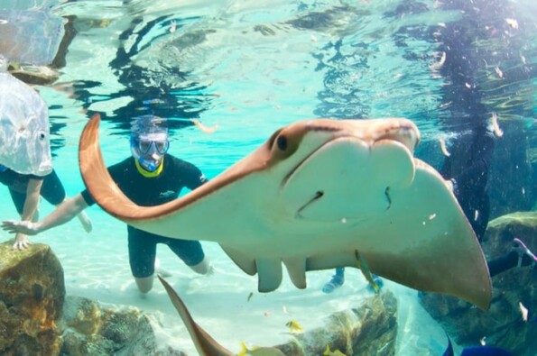 Discovery Cove: 10 dicas que você precisa saber antes de chegar