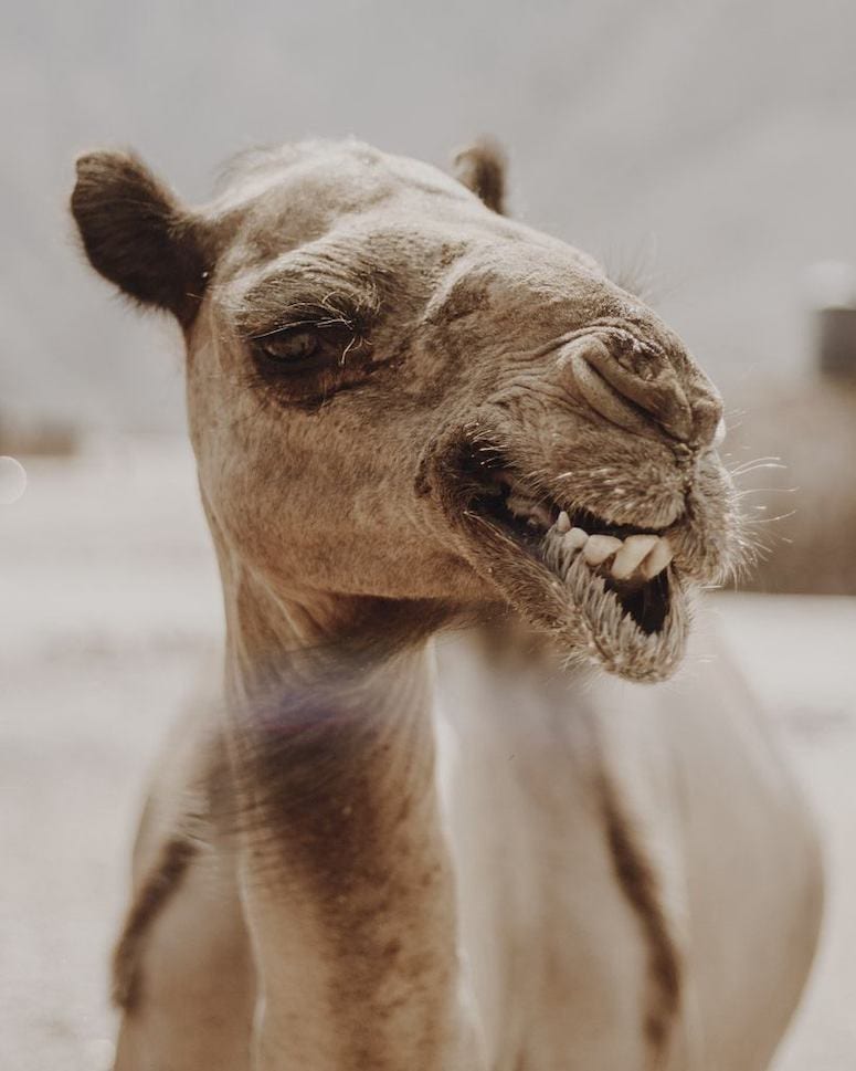 O que fazer no Cairo: guia completo para curtir a capital do Egito