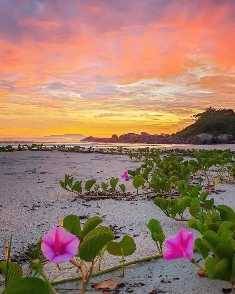 Praia da Pinheira: conheça os principais atrativos do paraíso catarinense