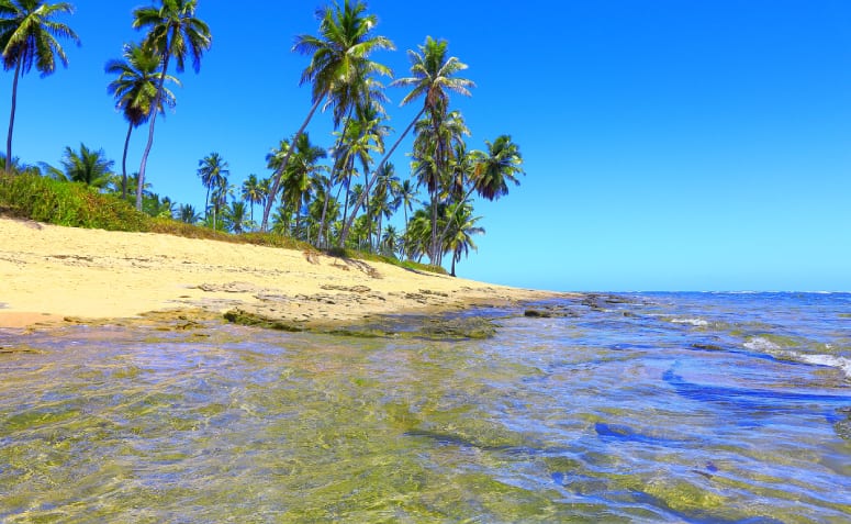 Praia do Forte: guia completo do que fazer nesse paraíso