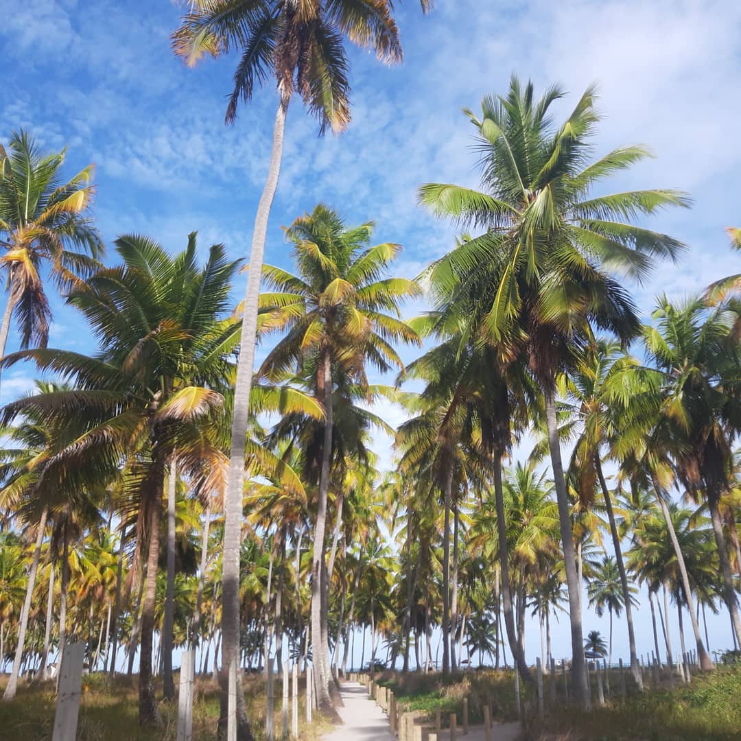 Praia do Patacho: guia do que fazer, onde comer e onde ficar