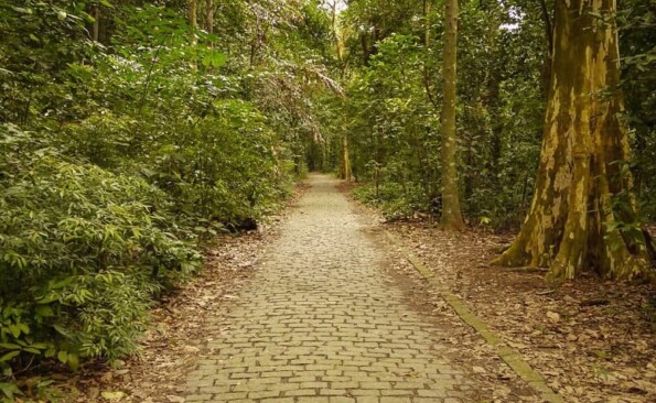 Parque Lage: guia completo para visitar esse paraíso do Rio