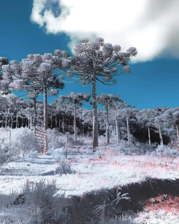 Urupema: destino que une frio e natureza na Serra Catarinense