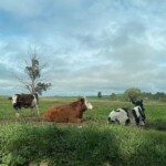 Colônia Witmarsum: conheça atrações incríveis nessa região