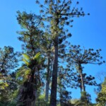 Fraiburgo (SC): como chegar, o que fazer, dicas e mais