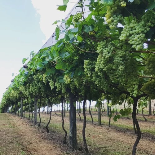 Fraiburgo (SC): como chegar, o que fazer, dicas e mais