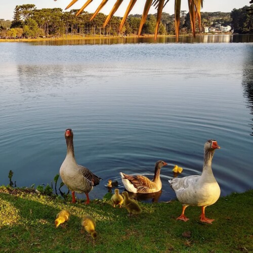 Fraiburgo (SC): como chegar, o que fazer, dicas e mais