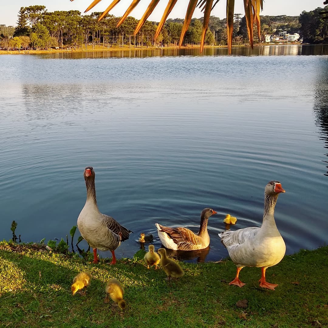 Fraiburgo (SC): como chegar, o que fazer, dicas e mais