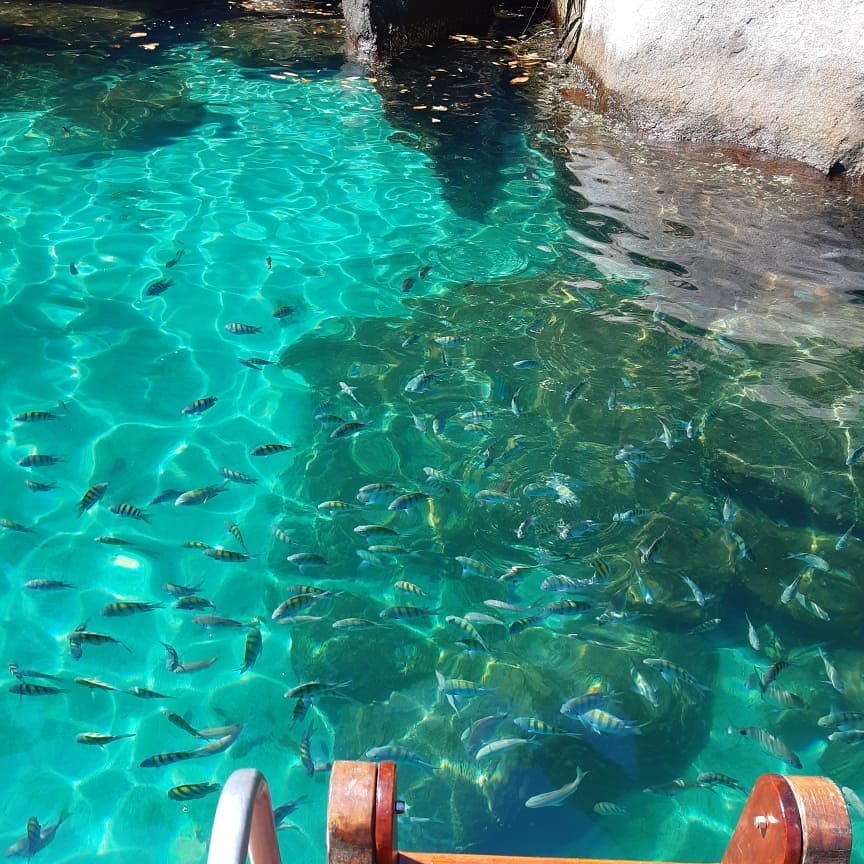 Ilha dos Cocos: guia completo com atividades e hospedagem para curtir