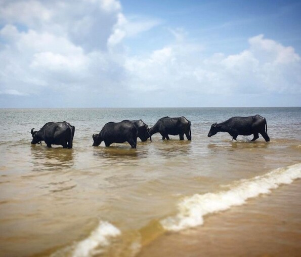 Ilha de Marajó: como ir, onde ficar, melhores atrações e fotos lindas
