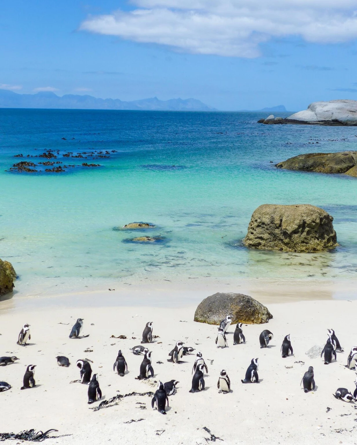 Cidade do Cabo: confira o que fazer no destino da Table Mountain