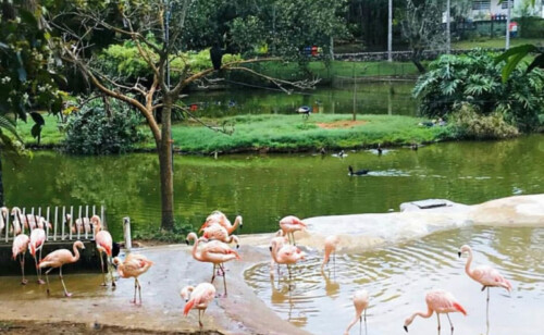 Zoológico de São Paulo: valor dos ingressos e 7 TOP atrações