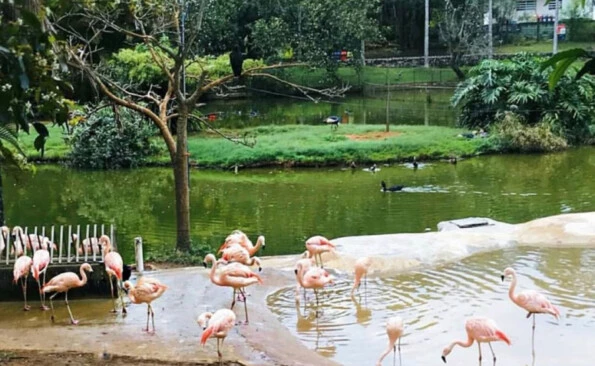 Zoológico de São Paulo: valor dos ingressos e 7 TOP atrações