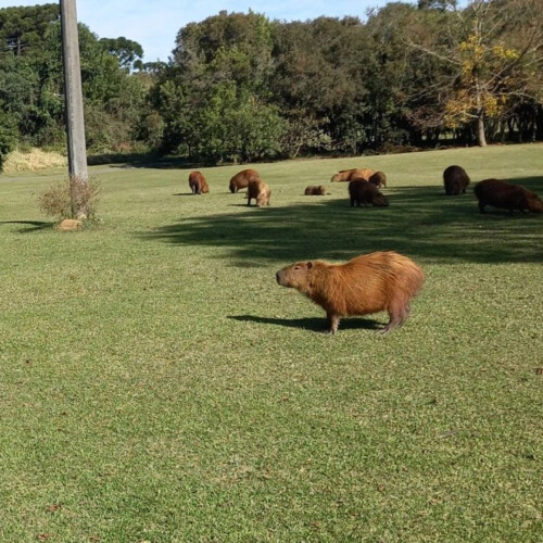 Parque Tingui: como chegar, dicas, informações e atividades