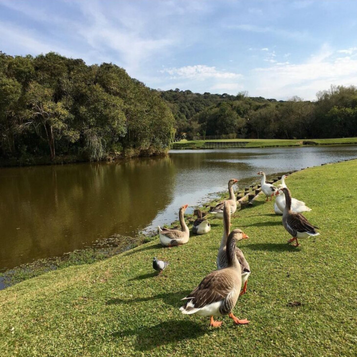 Parque Tingui: como chegar, dicas, informações e atividades