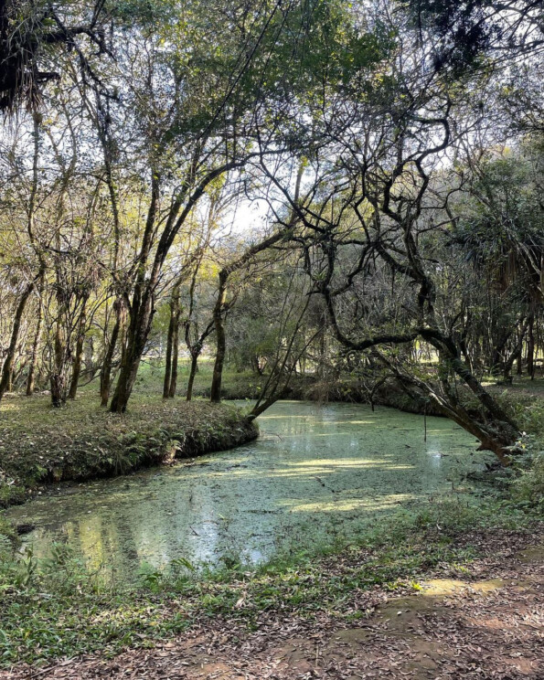 Parque Tingui: como chegar, dicas, informações e atividades