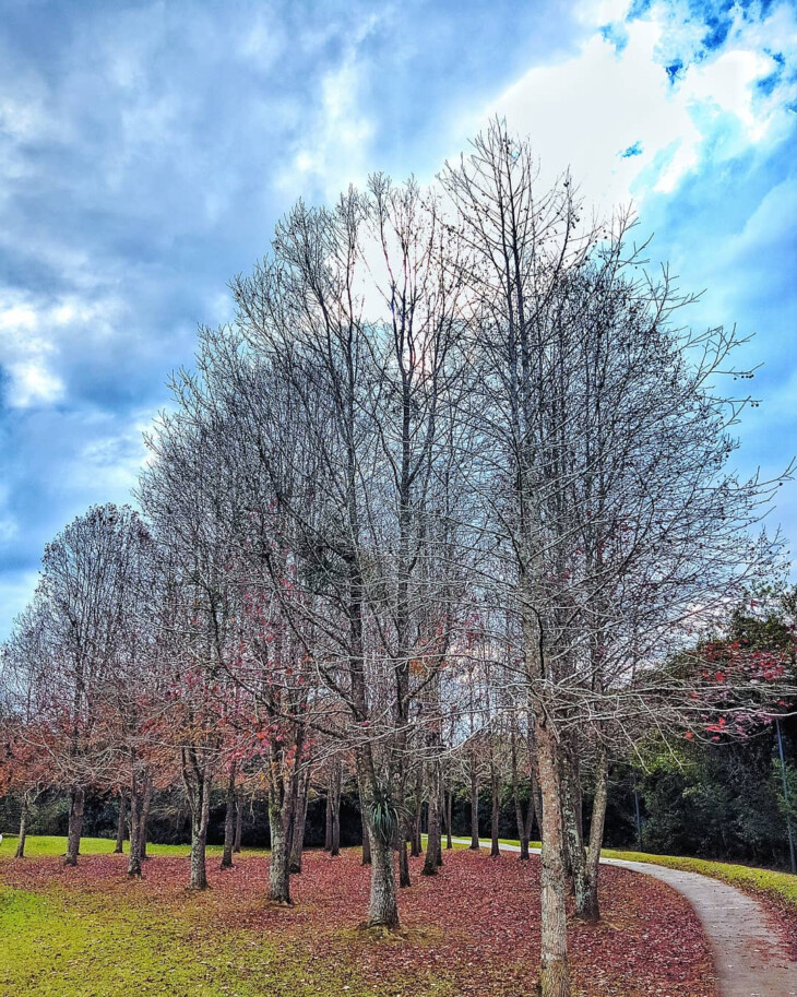 Parque Tingui: como chegar, dicas, informações e atividades
