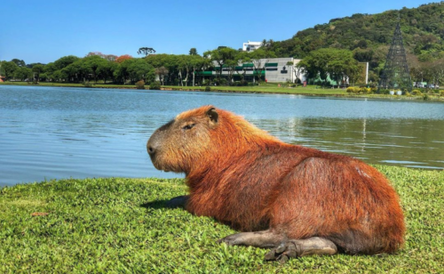 Parque Barigui: o que fazer, fotos e vídeos desse paraíso urbano