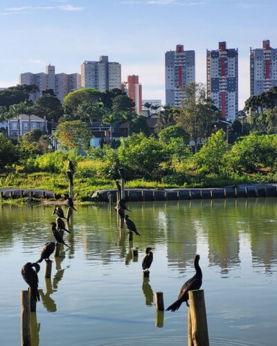 Parque Barigui: o que fazer, fotos e vídeos desse paraíso urbano