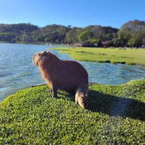 Parque Barigui: o que fazer, fotos e vídeos desse paraíso urbano