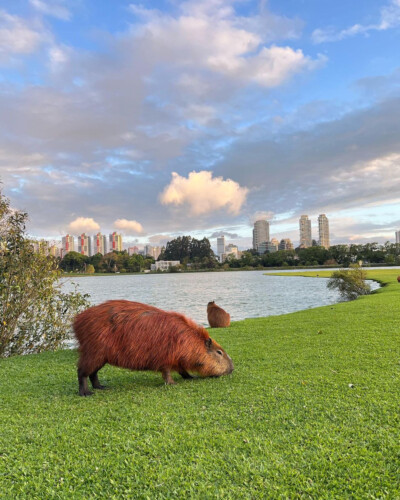 Parque Barigui: o que fazer, fotos e vídeos desse paraíso urbano