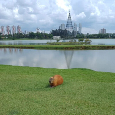 Parque Barigui: o que fazer, fotos e vídeos desse paraíso urbano