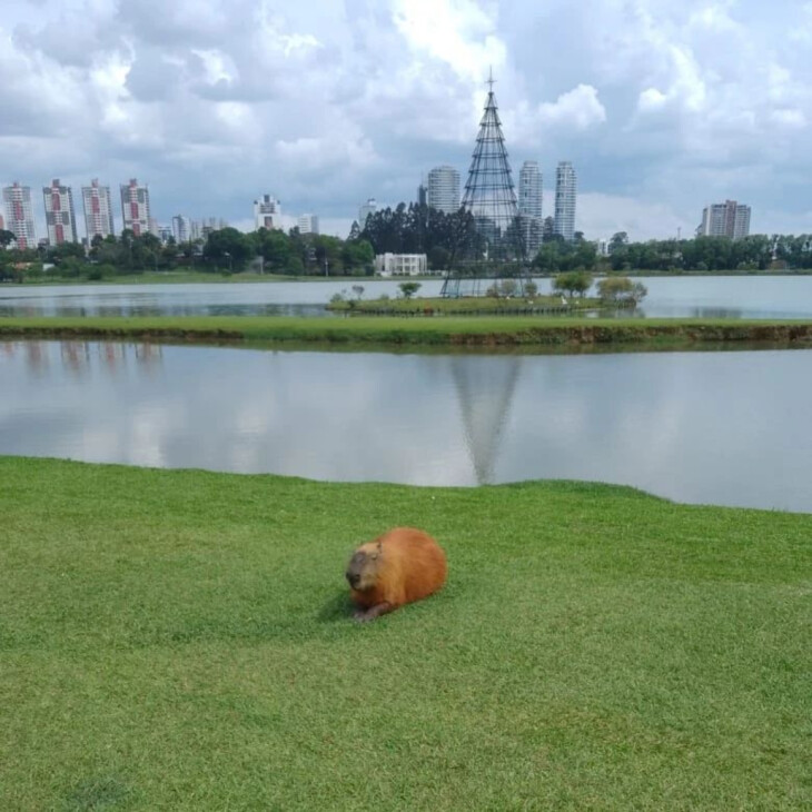 Parque Barigui: o que fazer, fotos e vídeos desse paraíso urbano