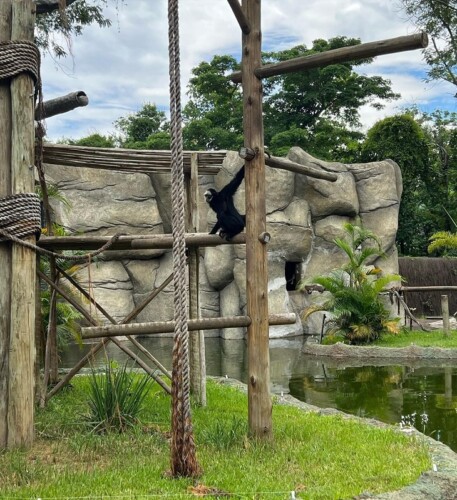 BioParque do Rio (RJ): passeios, informações, vídeos e dicas