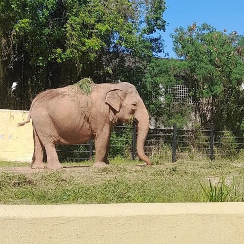 BioParque do Rio (RJ): passeios, informações, vídeos e dicas