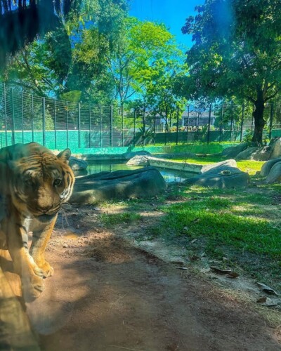 BioParque do Rio (RJ): passeios, informações, vídeos e dicas