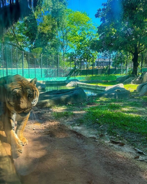 BioParque do Rio (RJ): passeios, informações, vídeos e dicas