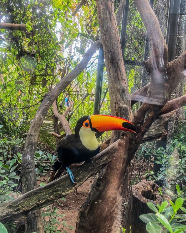 BioParque do Rio (RJ): passeios, informações, vídeos e dicas