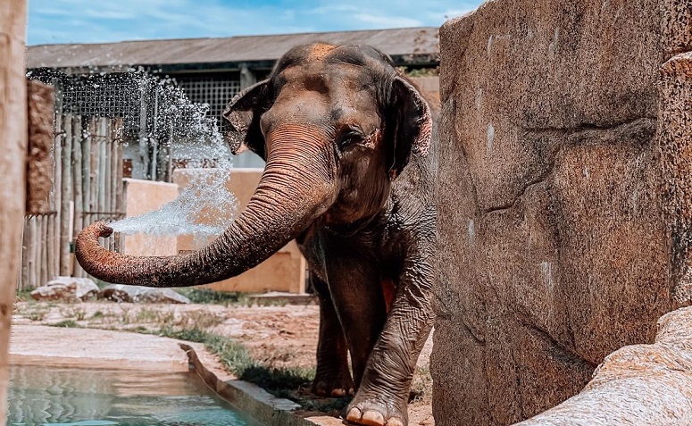 BioParque do Rio (RJ): passeios, informações, vídeos e dicas