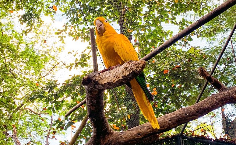 BioParque do Rio (RJ): passeios, informações, vídeos e dicas